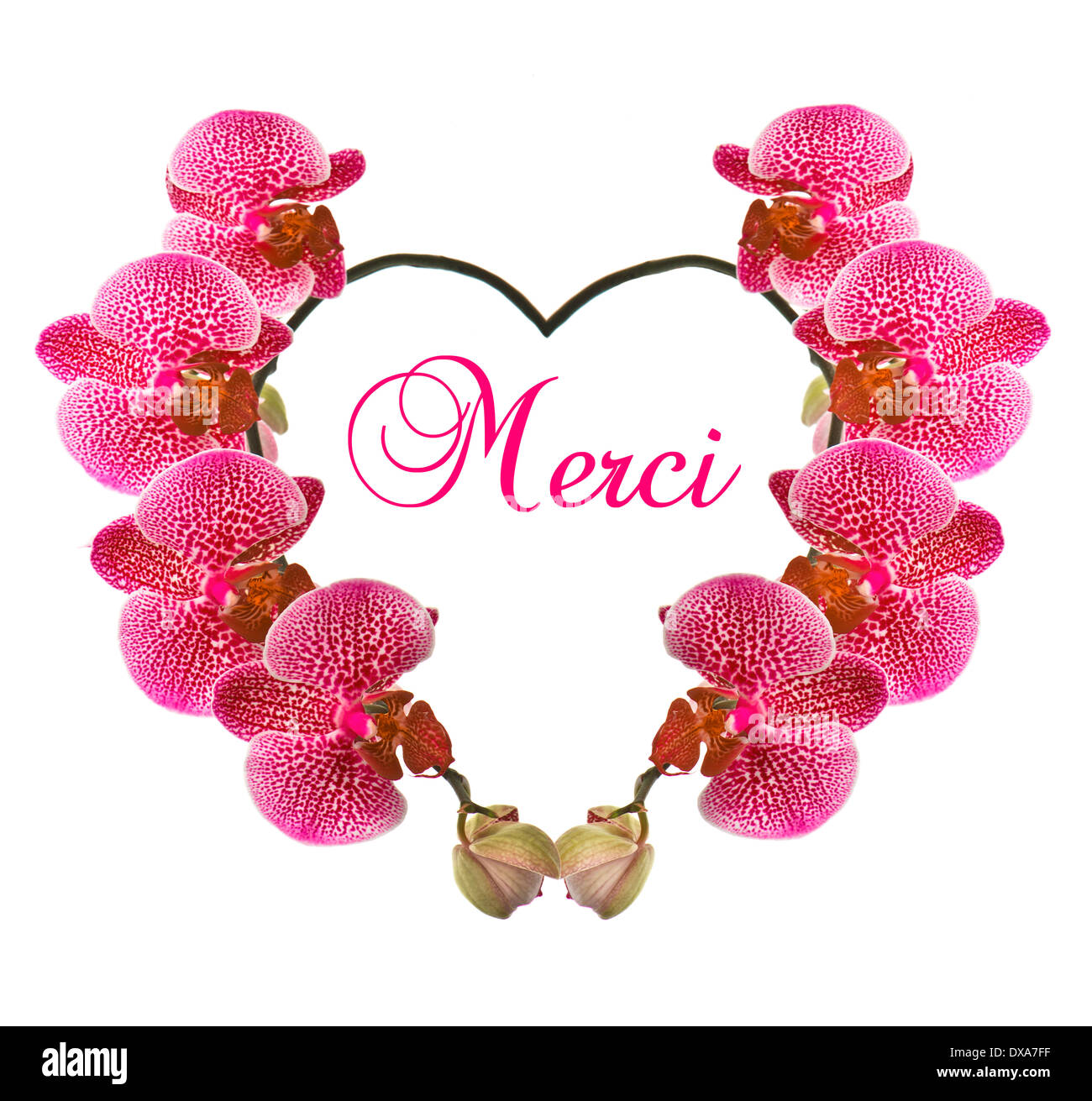 Merci flower hi-res stock photography and images - Alamy