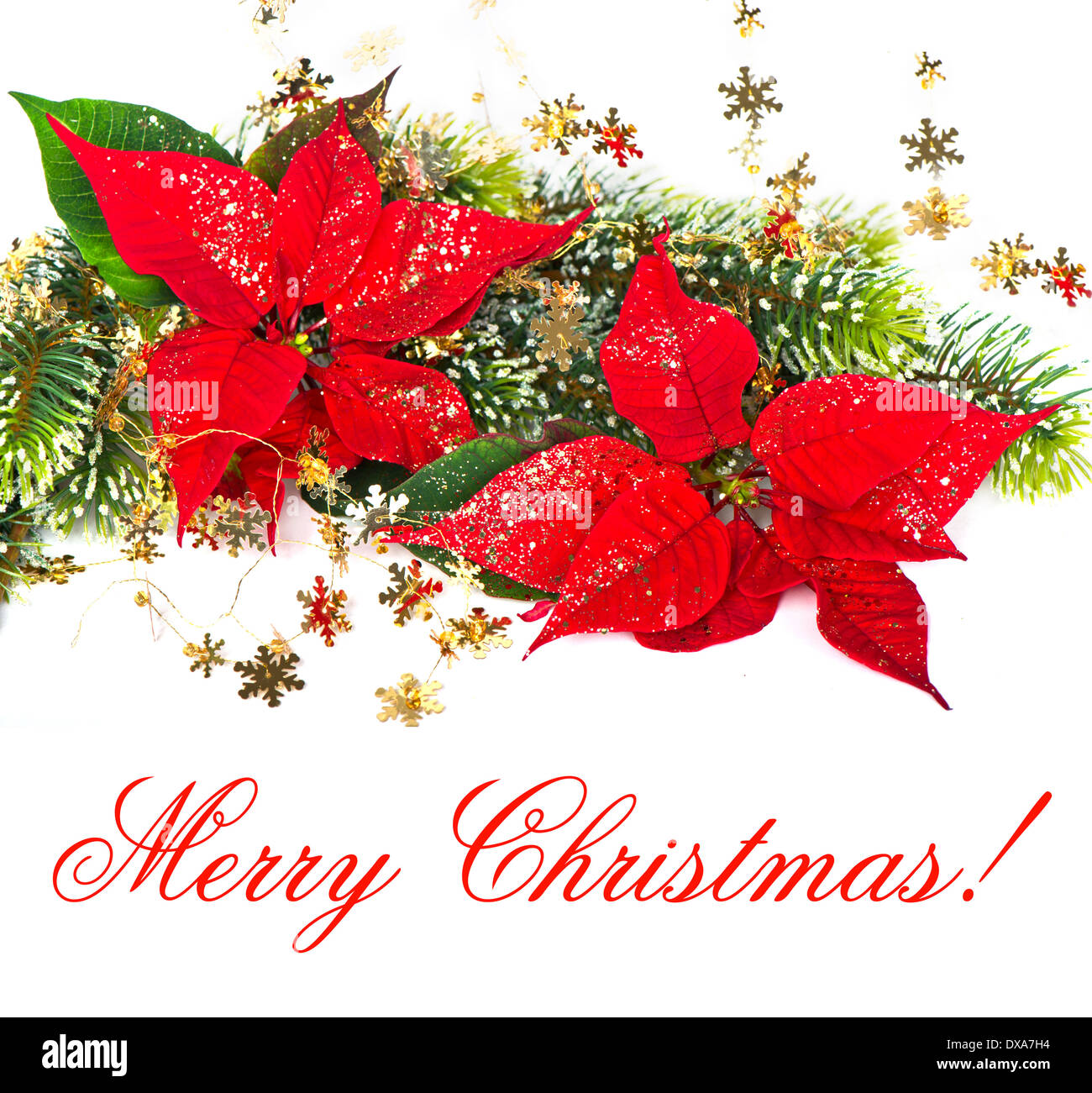 Red Poinsettia. Christmas Flower Stock Photo - Alamy