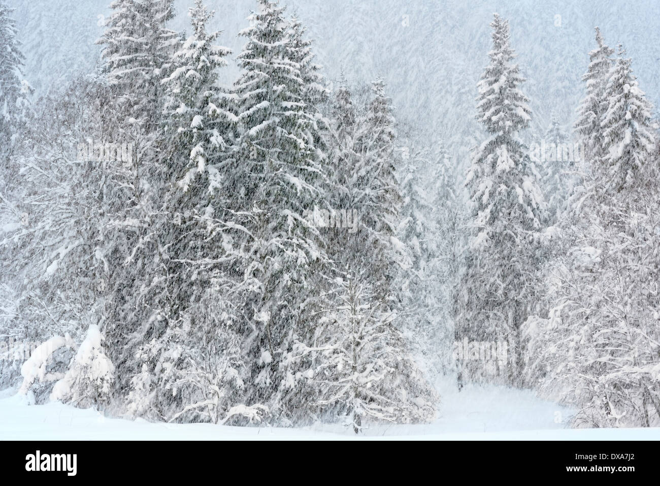 Pine trees with snow during blizzard Stock Photo - Alamy