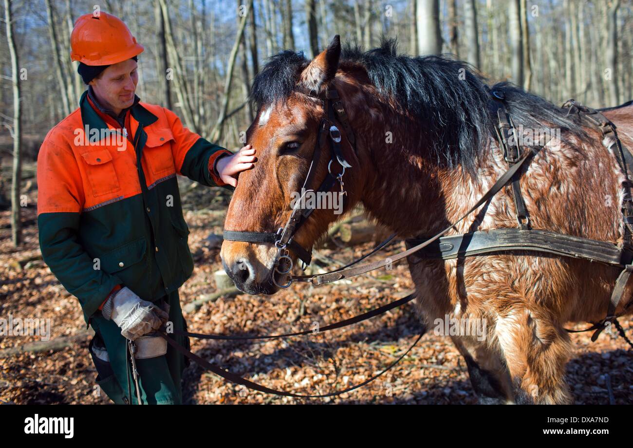 Draft horse horse logging hi-res stock photography and images - Alamy