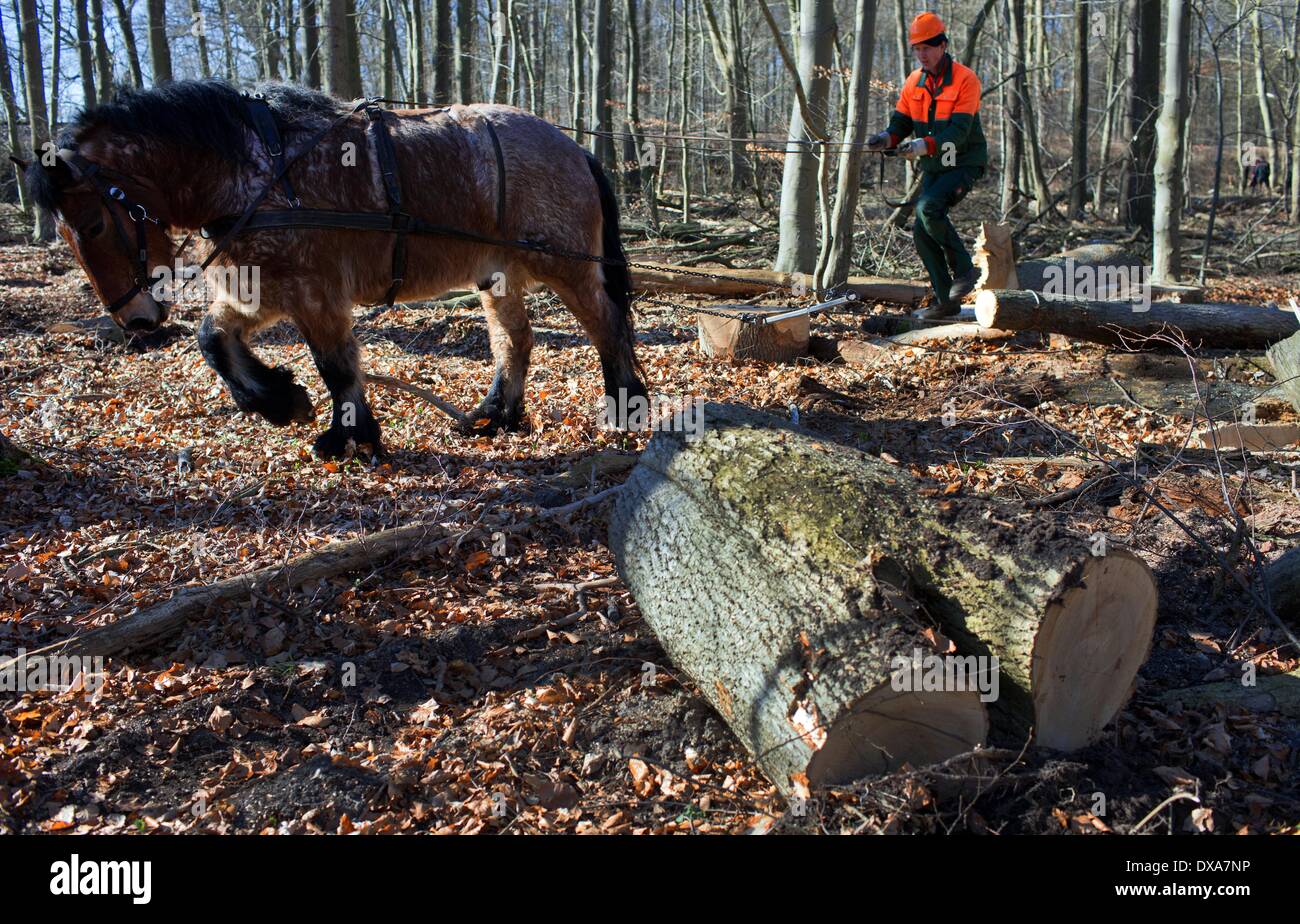 Draft horse horse logging hi-res stock photography and images - Alamy