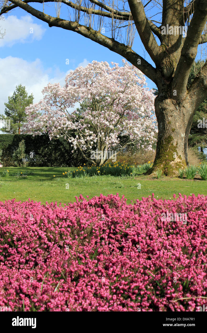 Nymans, Sussex, England, UK. 21st March 2014. The fabulous pink of ...