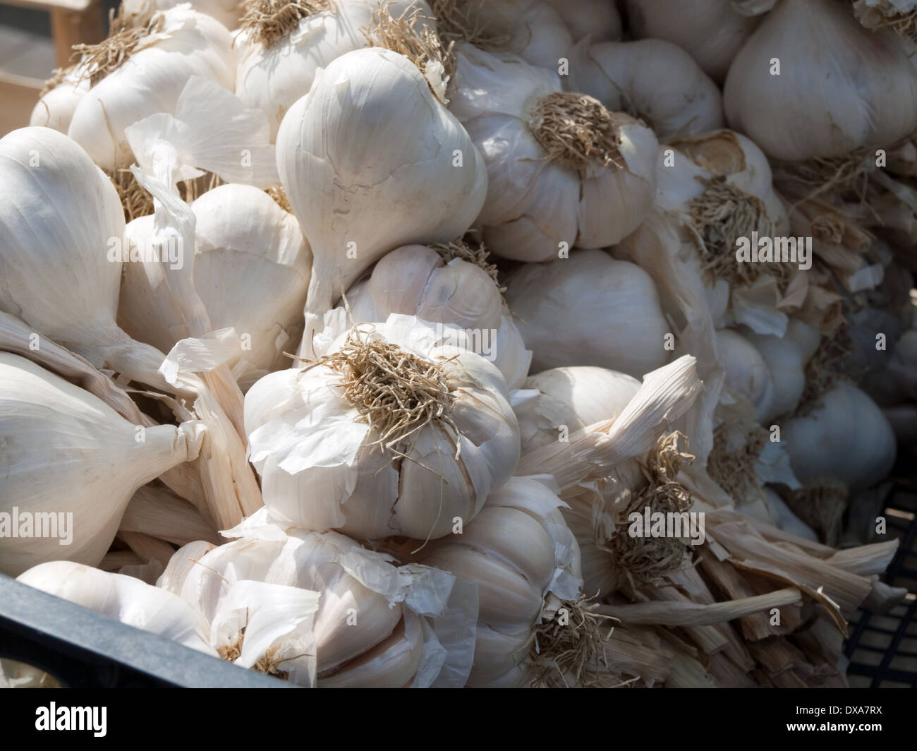 Street market - garlic Stock Photo - Alamy