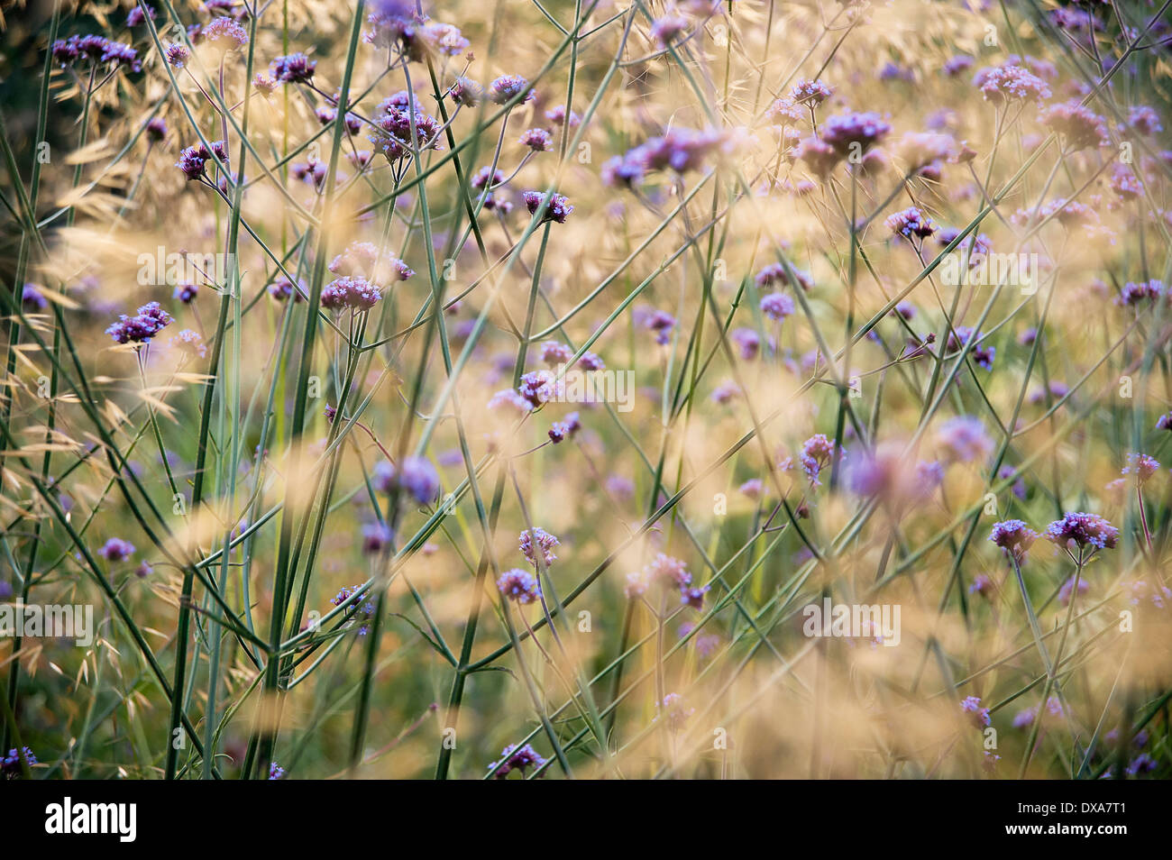 Plant verbena gigantea hi-res stock photography and images - Alamy