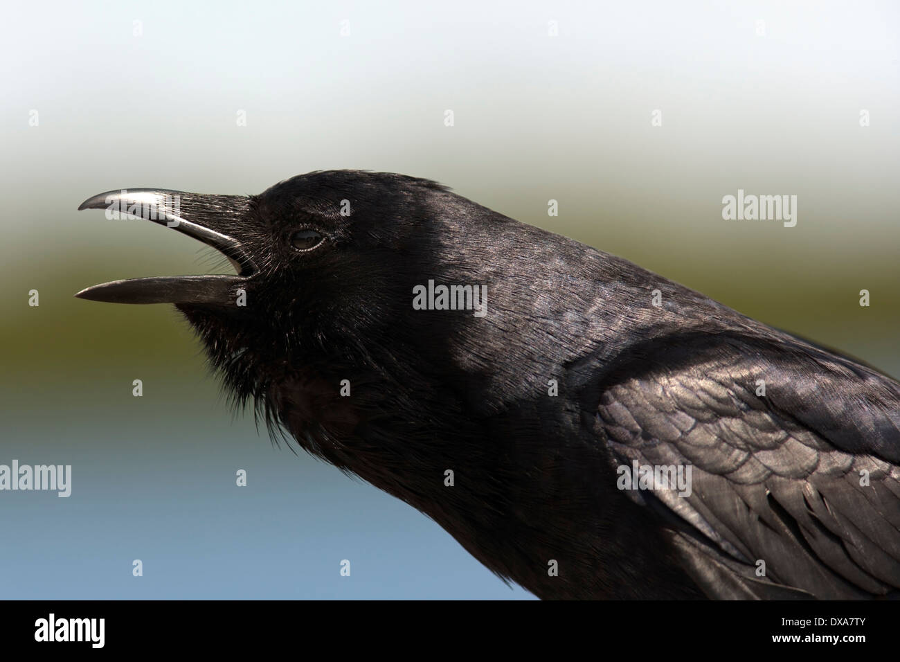 Crow island hi-res stock photography and images - Alamy