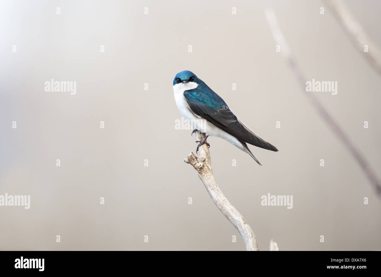 Blue tree swallow in spring Stock Photo - Alamy