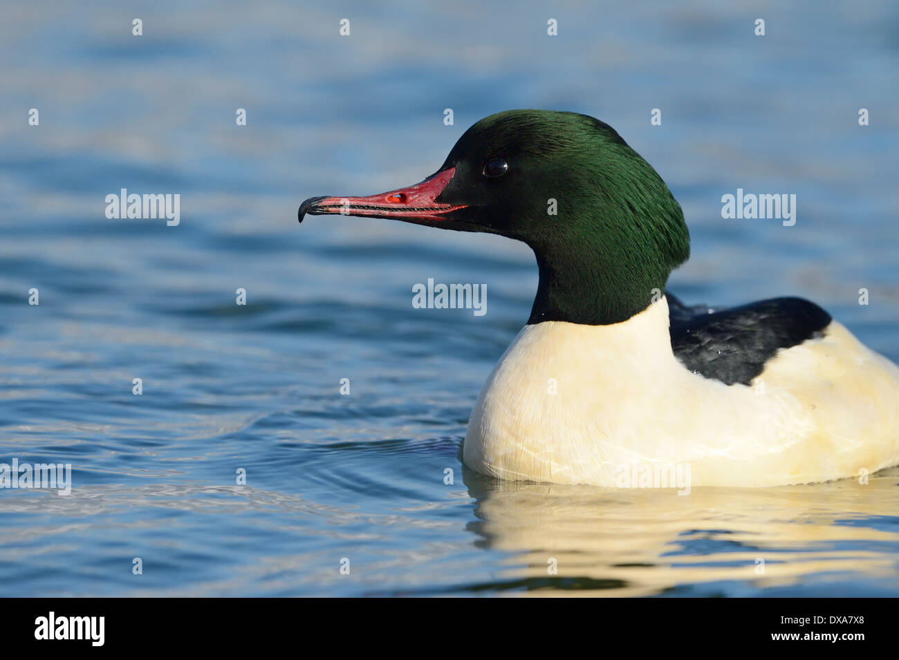 Common merganser birds hi-res stock photography and images - Alamy
