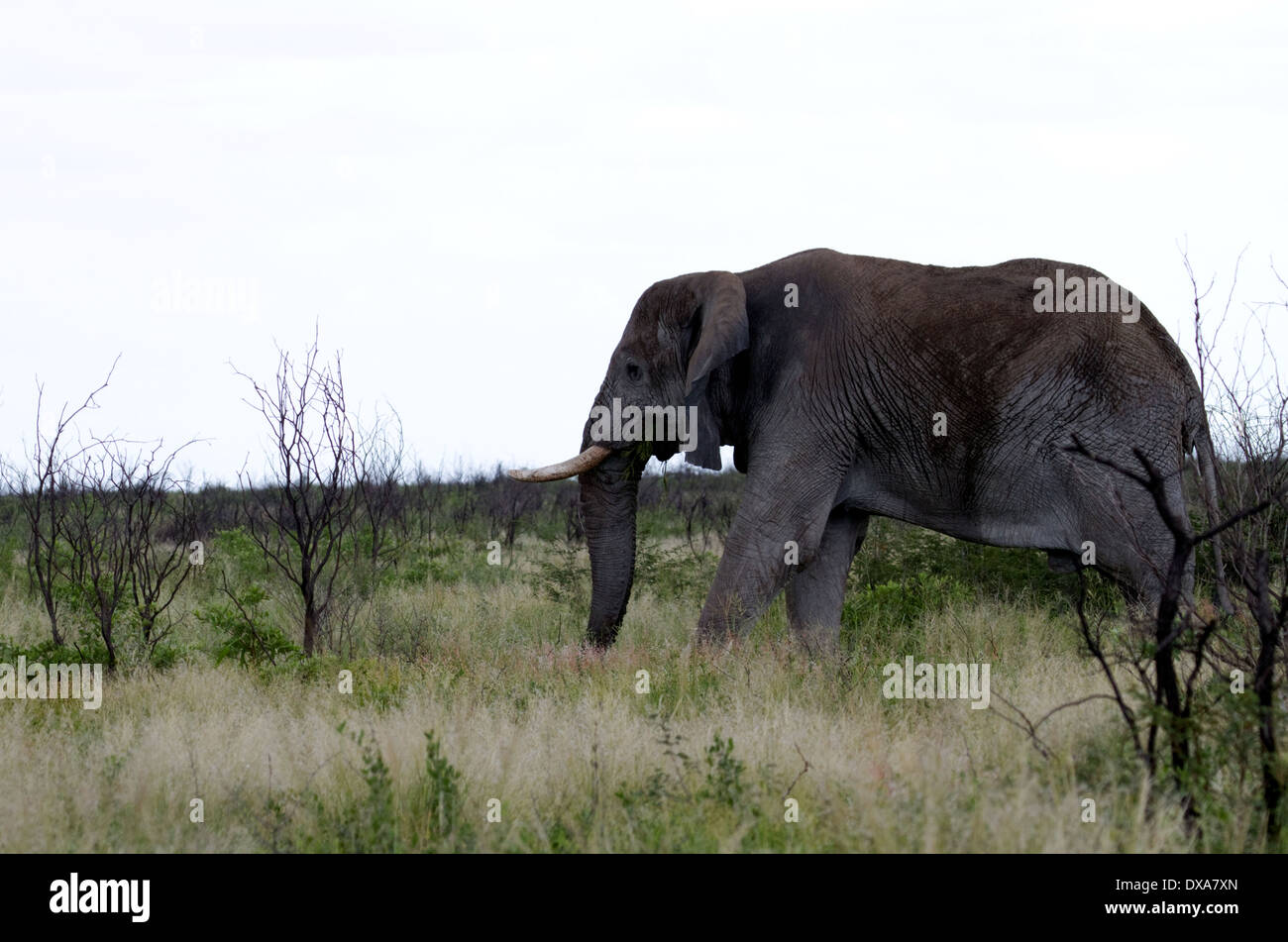 African bull elephant Stock Photo - Alamy