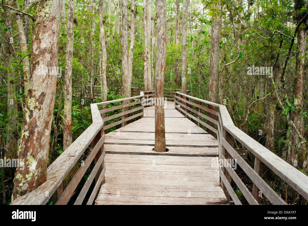 Corkscrew Swamp Sanctuary High Resolution Stock Photography and Images ...