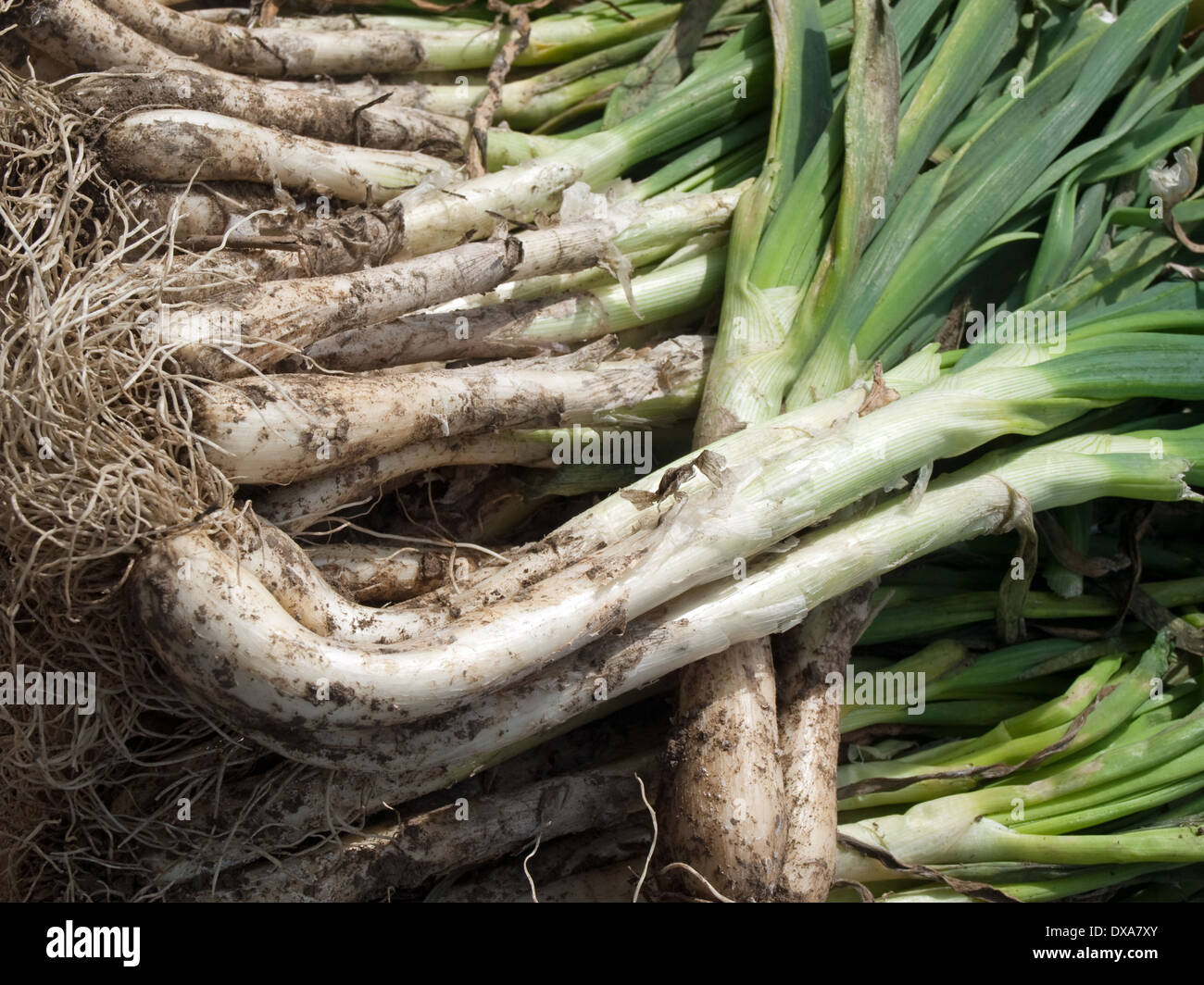 Street market - scallion Stock Photo - Alamy