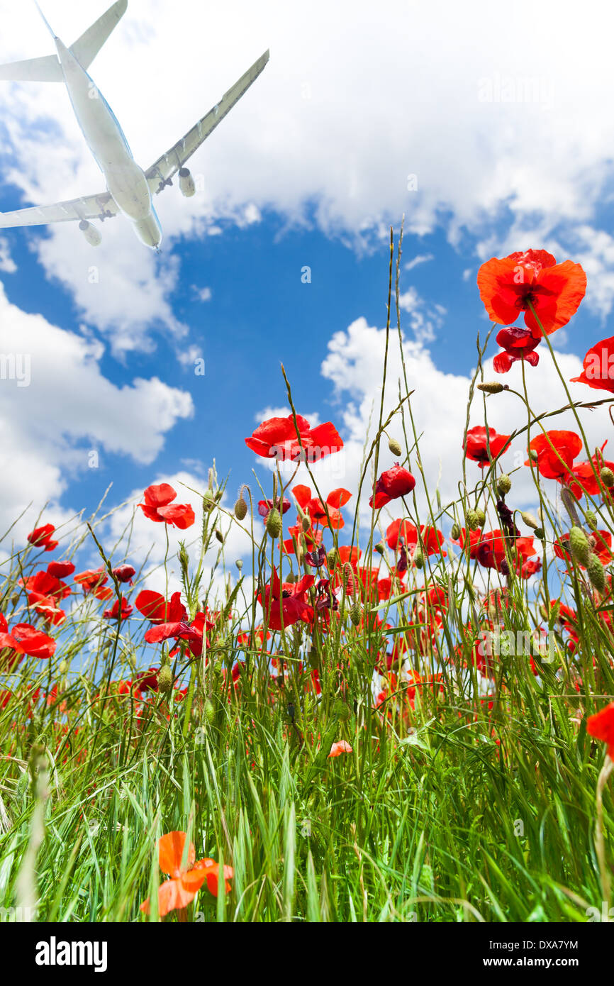 Plane over red poppy flowers Stock Photo - Alamy