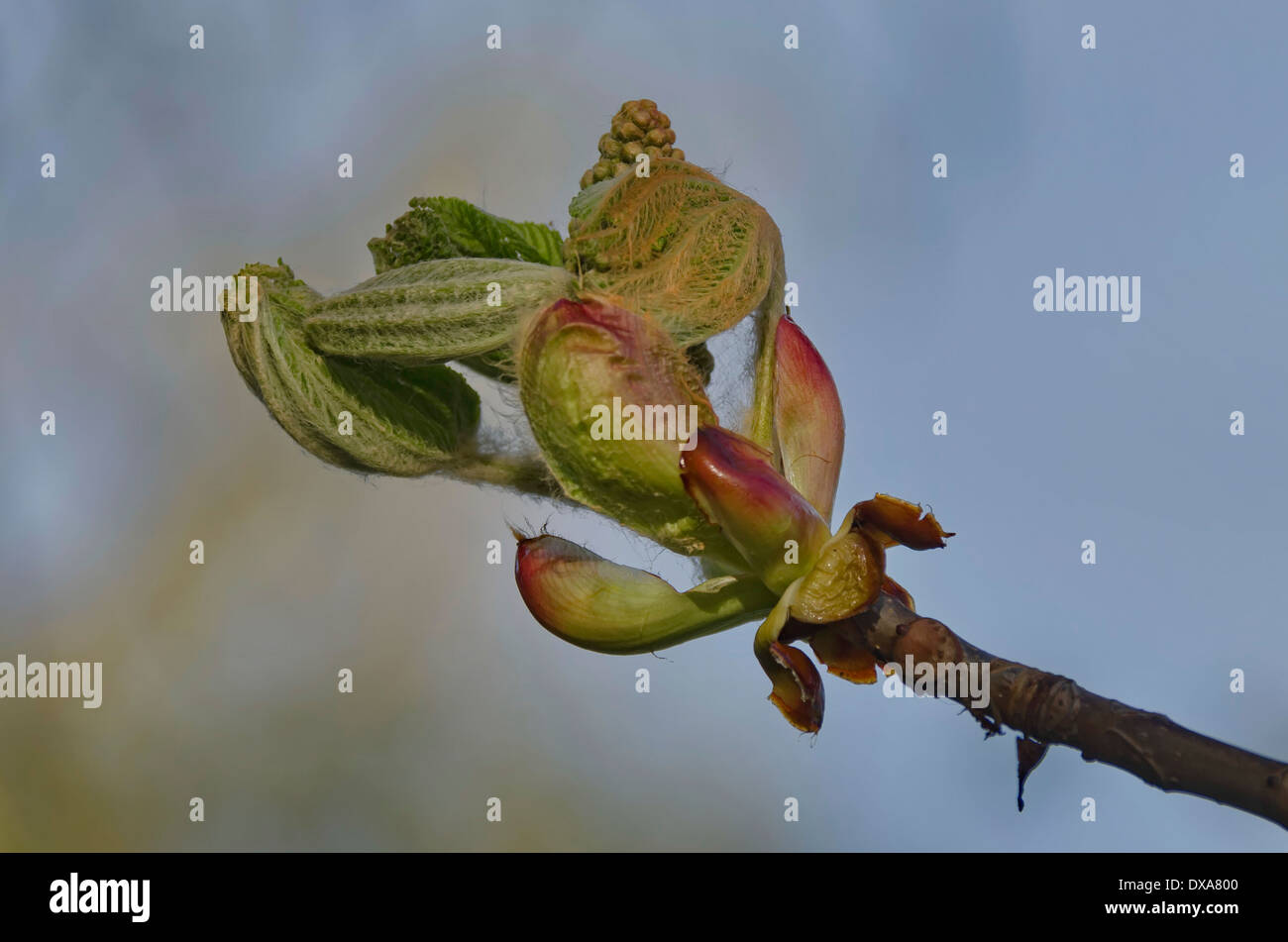 Burst Open Stock Photos & Burst Open Stock Images - Alamy