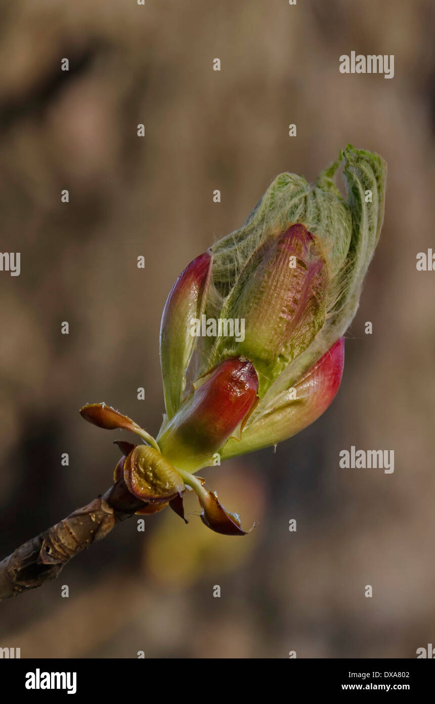 Bud burst hi-res stock photography and images - Alamy