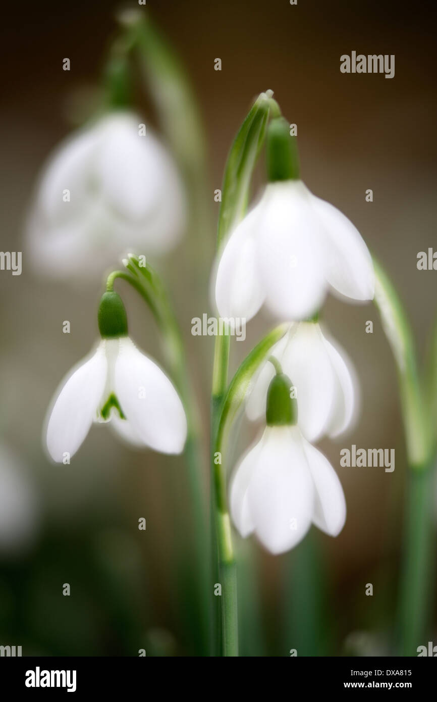 Summer Snowdrop High Resolution Stock Photography and Images - Alamy
