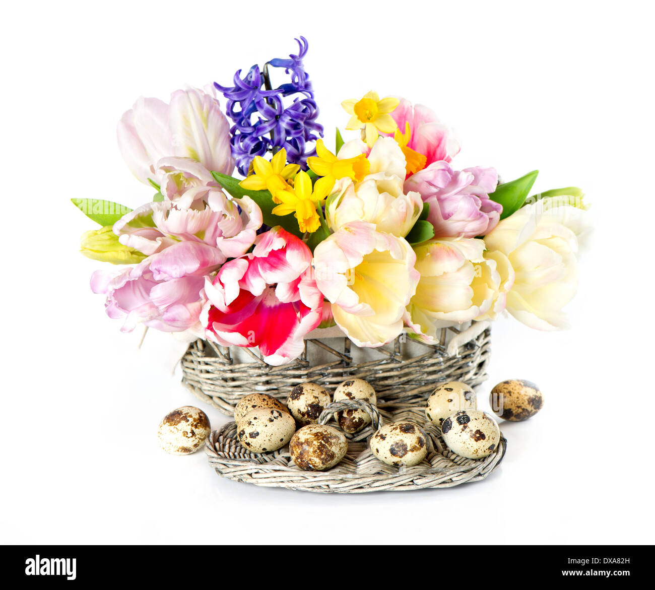 Tulips daffodils bloom flower Cut Out Stock Images & Pictures - Alamy
