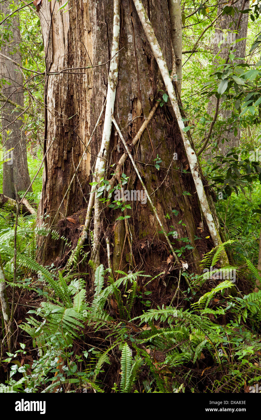 Corkscrew Swamp Sanctuary - near Naples, Florida USA Stock Photo - Alamy