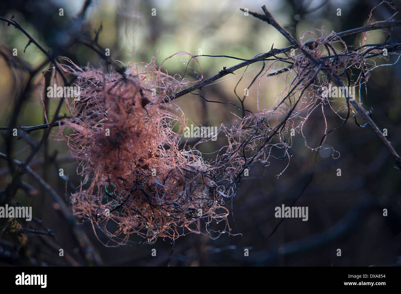 Tangle of discarded orange nylon string caught in bare bramble twigs ...
