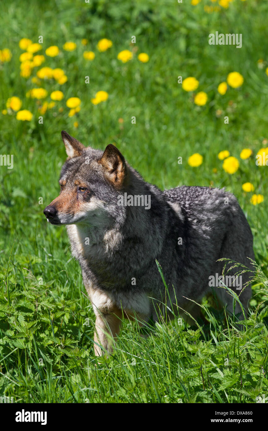 Wolf in summer hi-res stock photography and images - Alamy