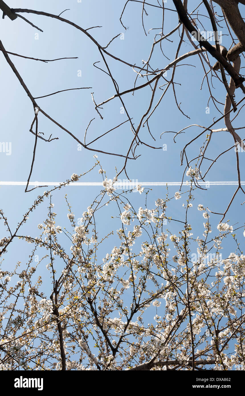 Cherry Prunus showing the difference between the defoliated tree above ...