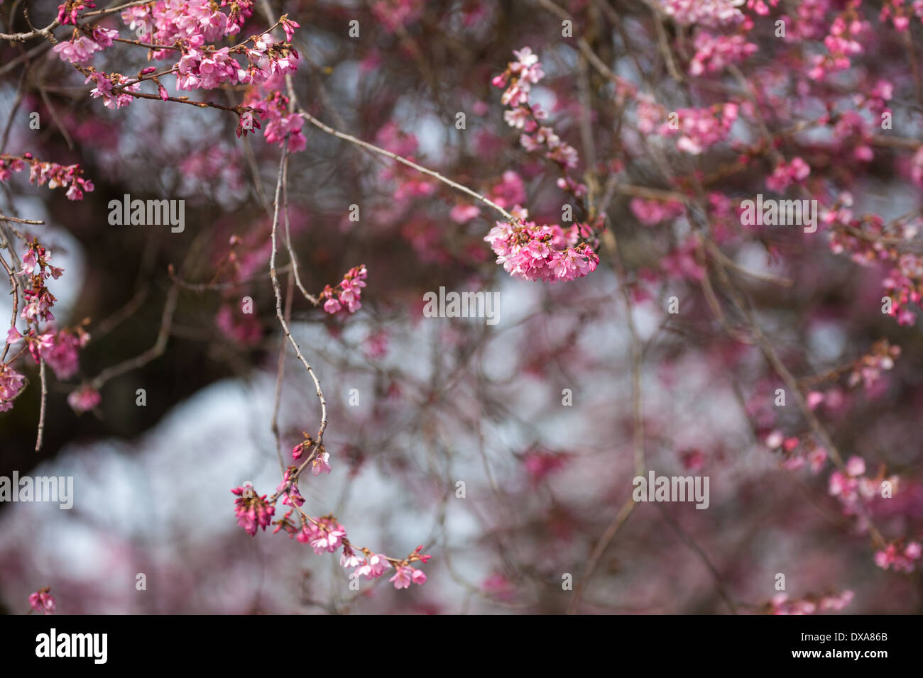 Whitcomb hi-res stock photography and images - Alamy
