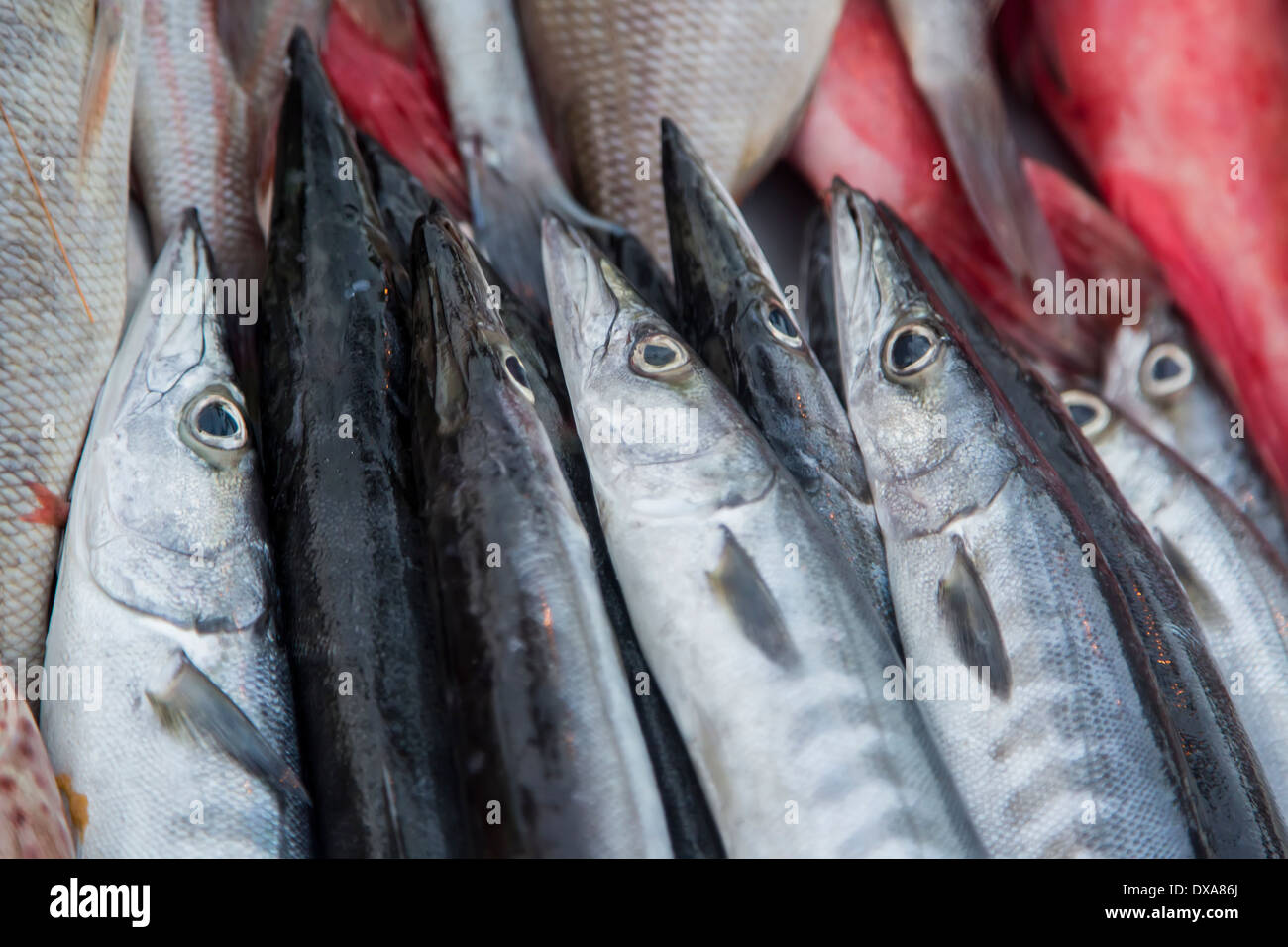Fresh barracuda fish market hi-res stock photography and images - Alamy