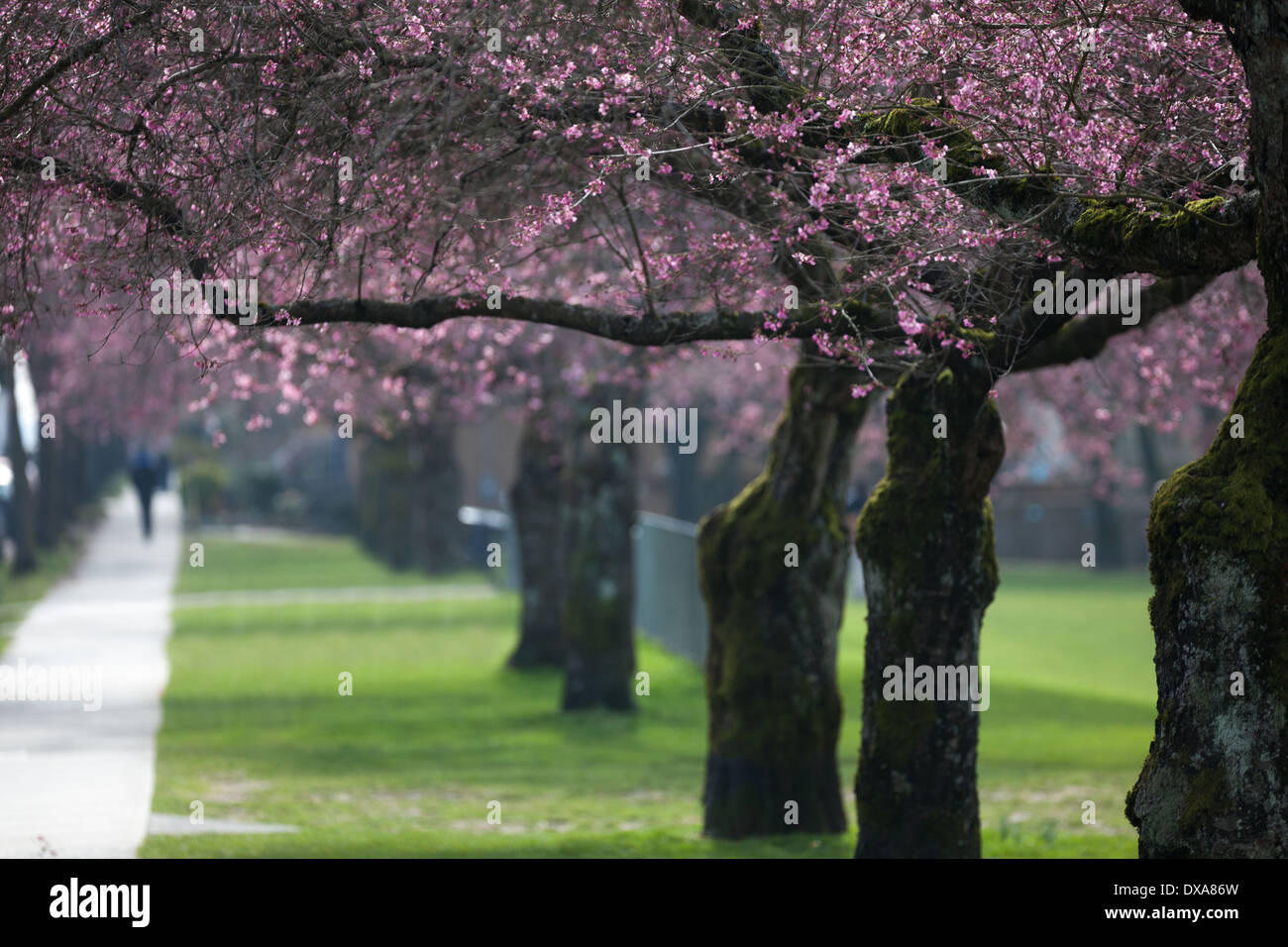 Green cherry tree hi-res stock photography and images - Alamy
