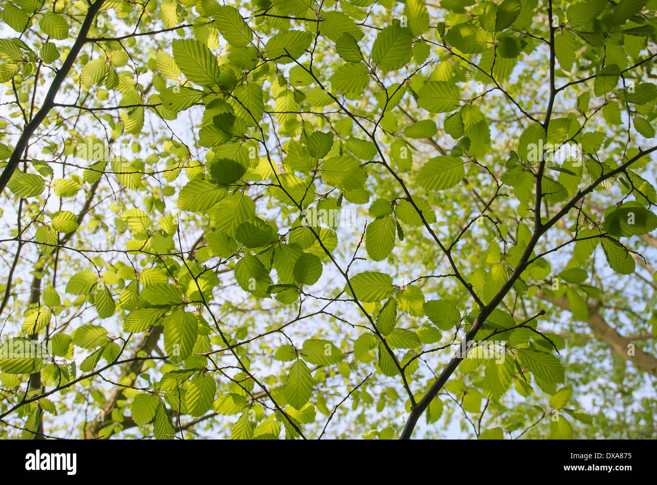 Beech fagus sylvatica hi-res stock photography and images - Alamy