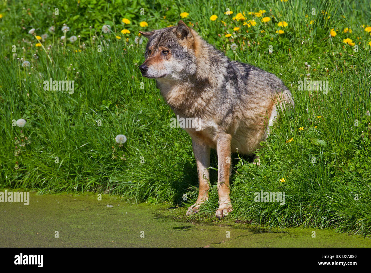 Wolf sitting hi-res stock photography and images - Alamy
