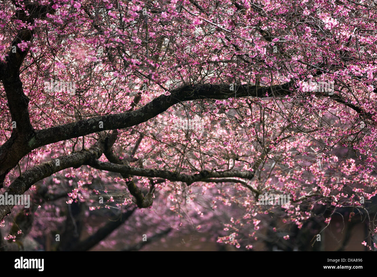 Whitcomb hi-res stock photography and images - Alamy