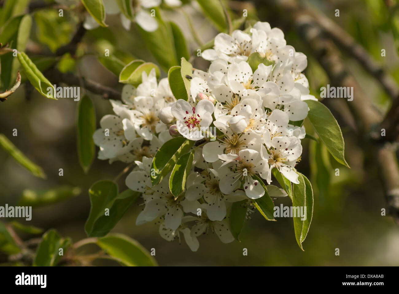 Robin in blossom tree hi-res stock photography and images - Alamy