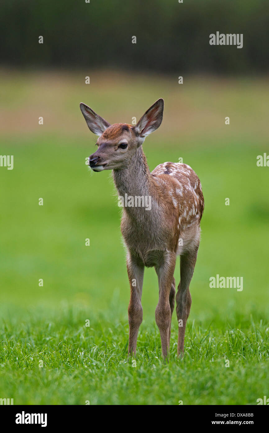 Portrait of cute red deer (Cervus elaphus) calf in field at forest edge ...