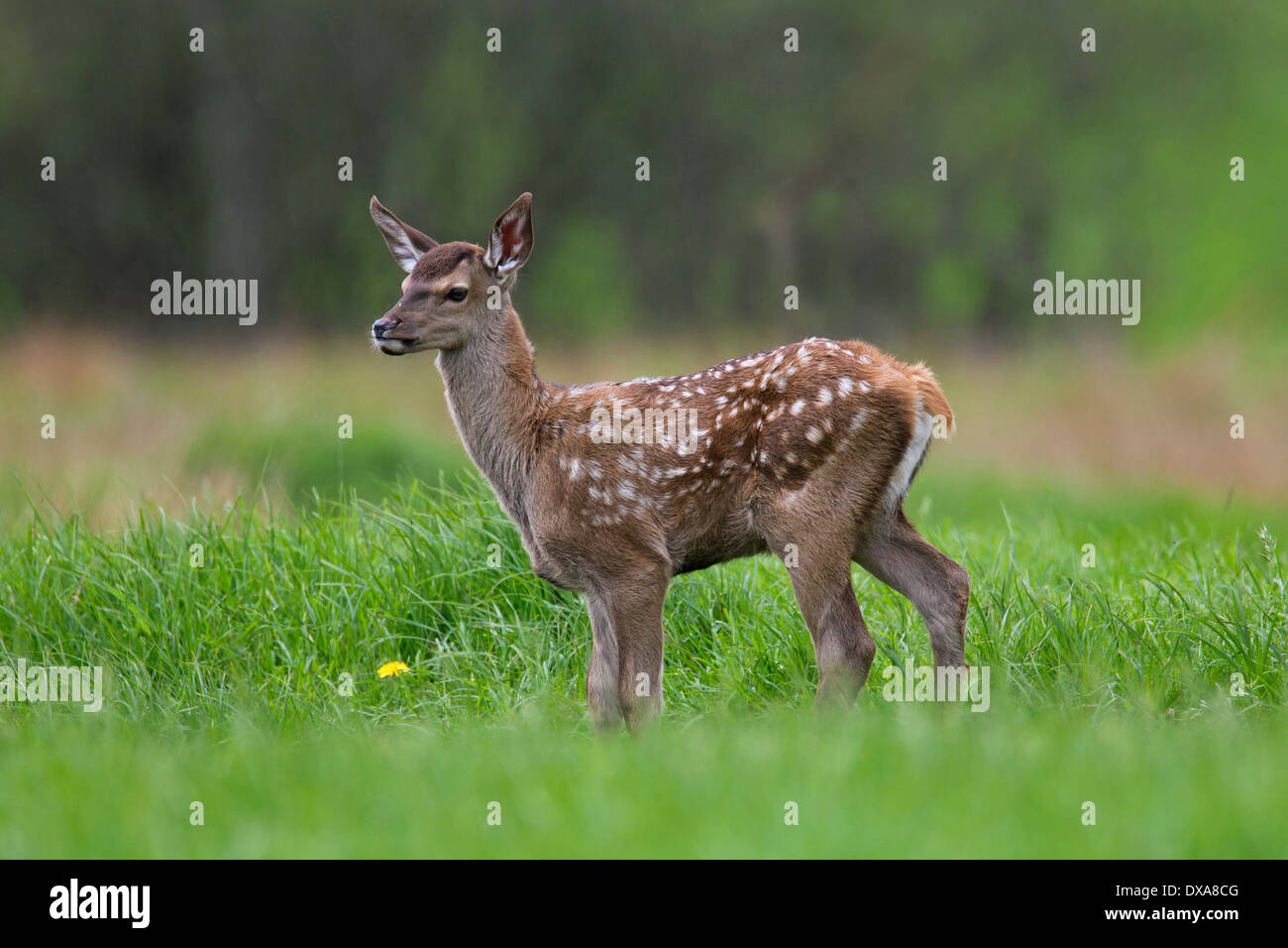 Cute calf portrait wildlife hi-res stock photography and images - Alamy