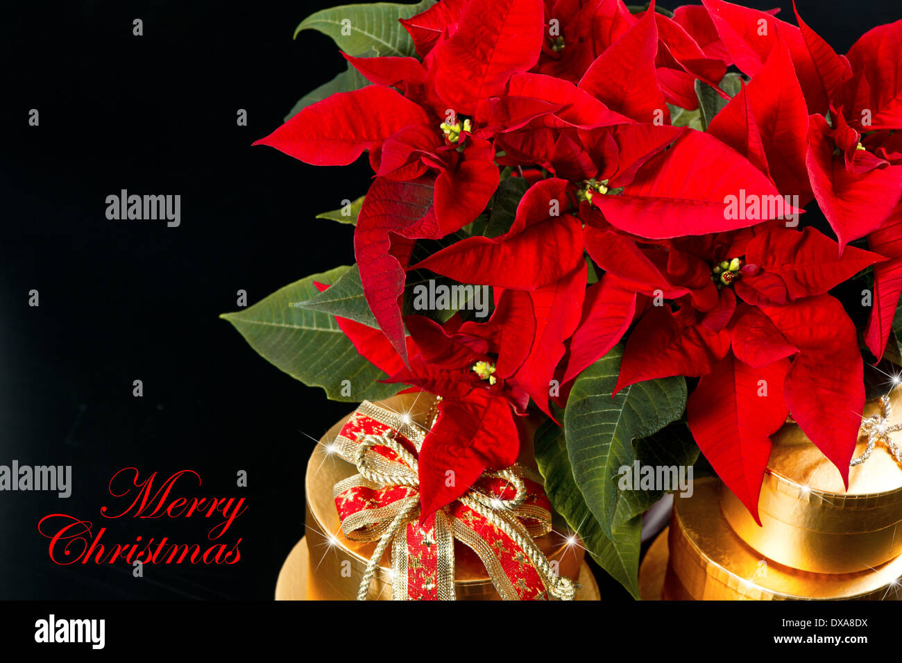 red christmas flower poinsettia with golden gifts on black background ...