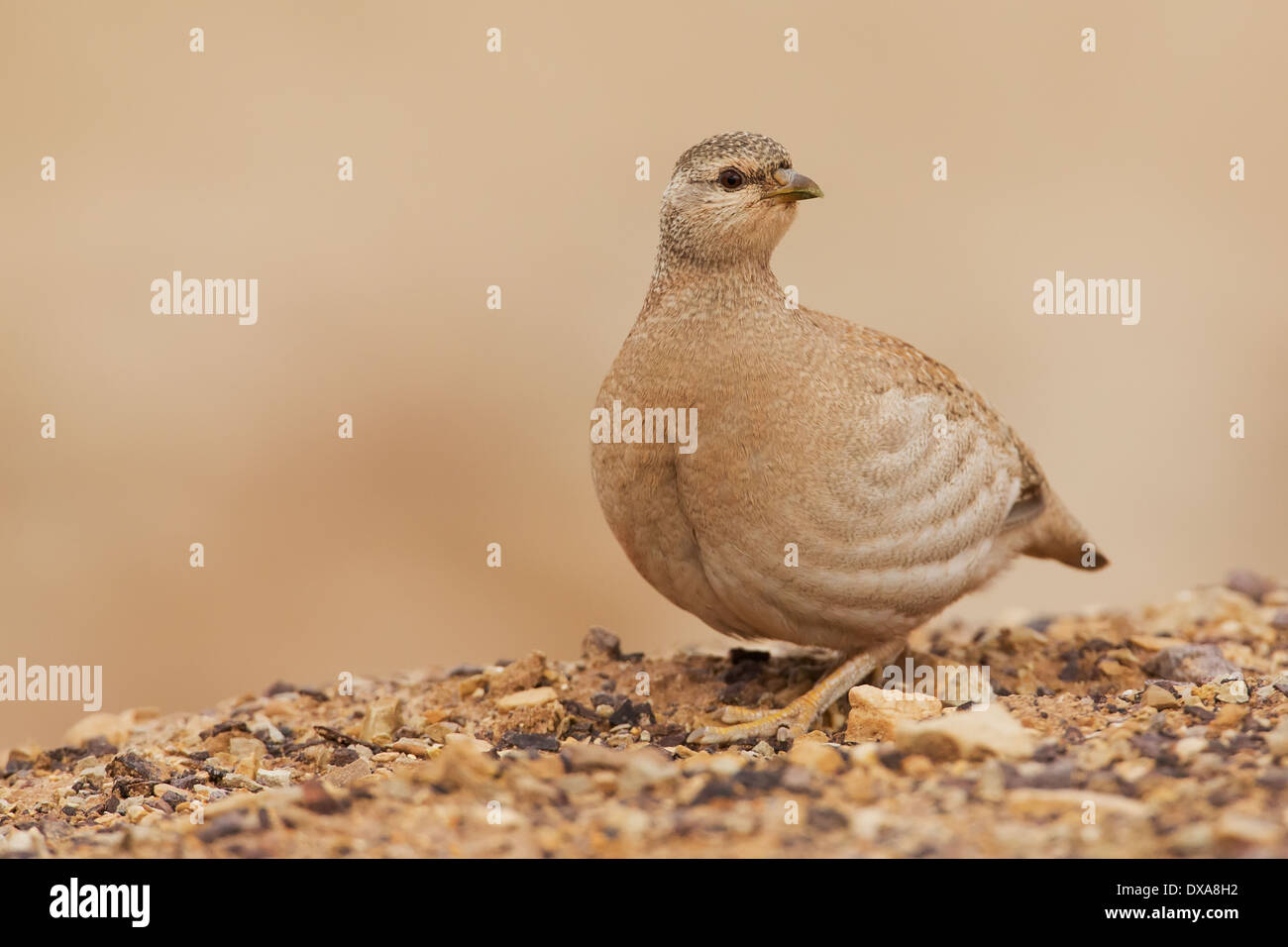 Partridge, Sand Partridge Stock Photo - Alamy