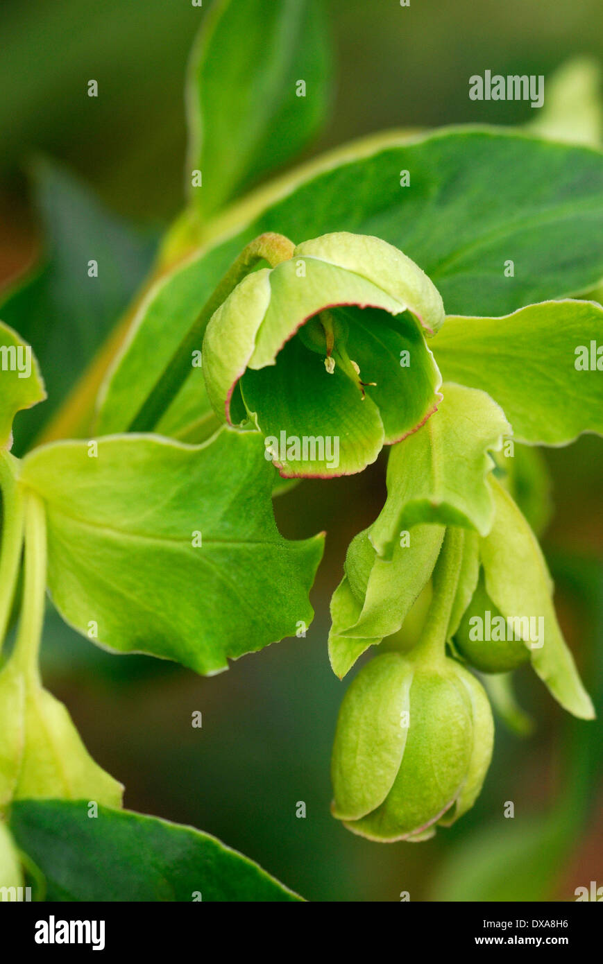 Upright hellebore hi-res stock photography and images - Alamy