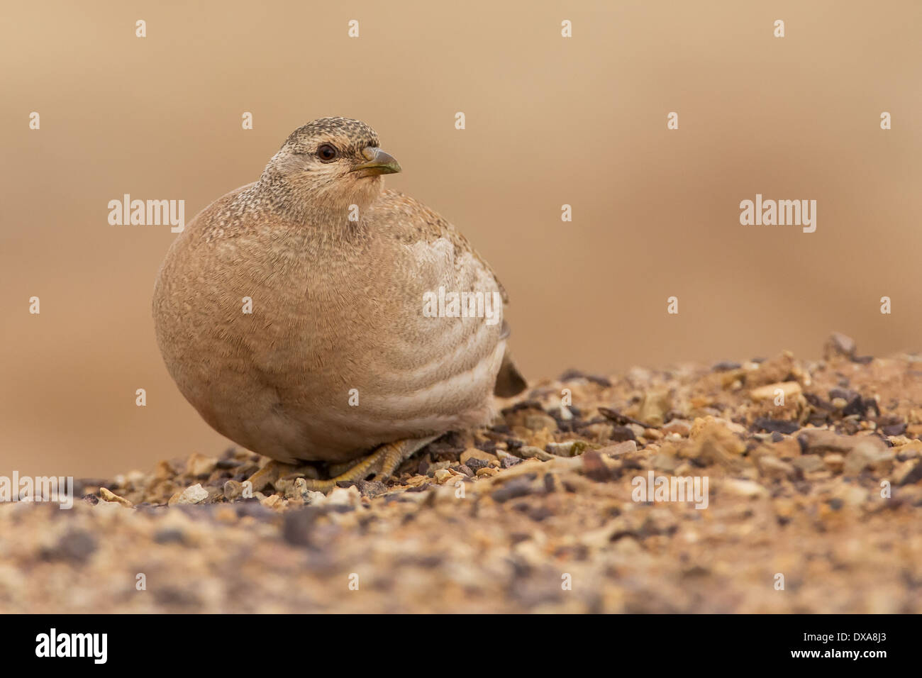 Sand partridge hi-res stock photography and images - Alamy
