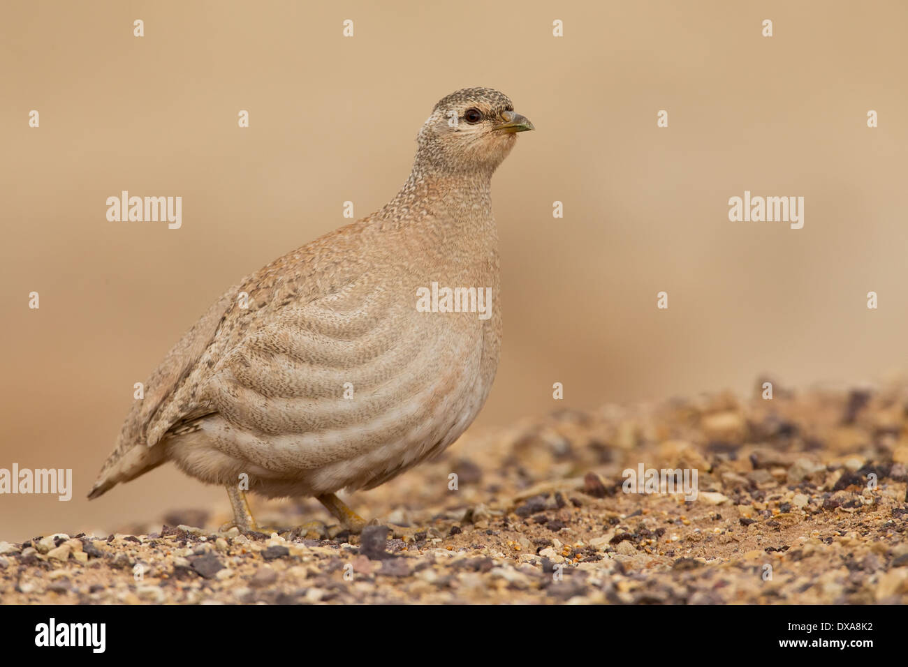 Sand partridge hi-res stock photography and images - Alamy