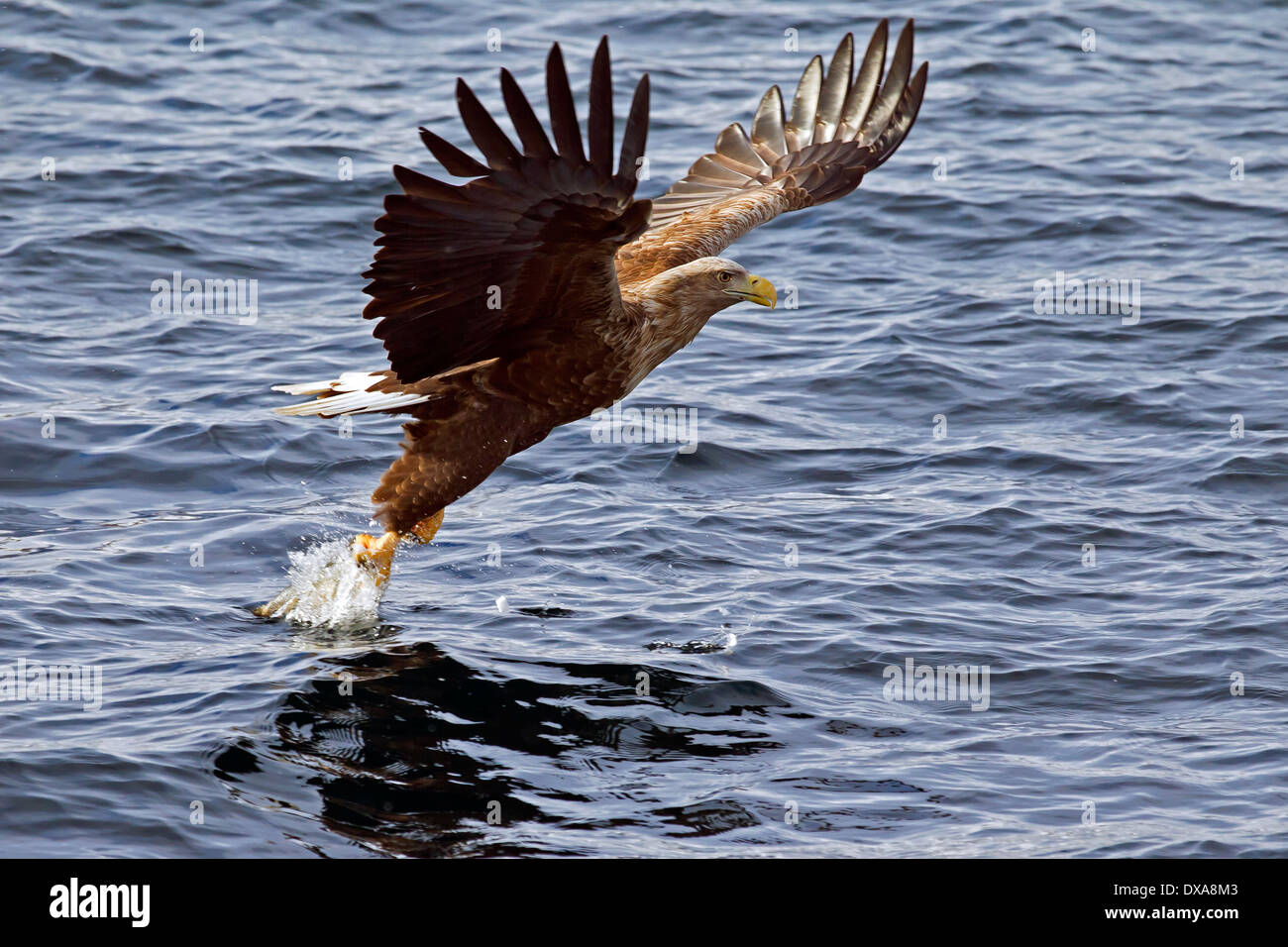 White-tailed Eagle / Sea Eagle / Erne (Haliaeetus albicilla) in flight ...