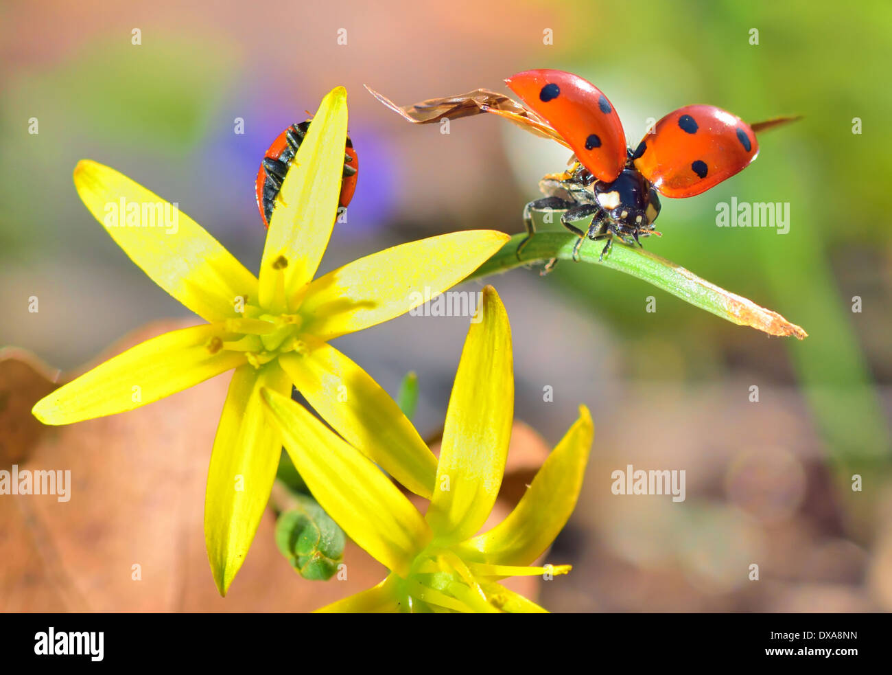 Details of Ladybugs on spring flowers Stock Photo - Alamy