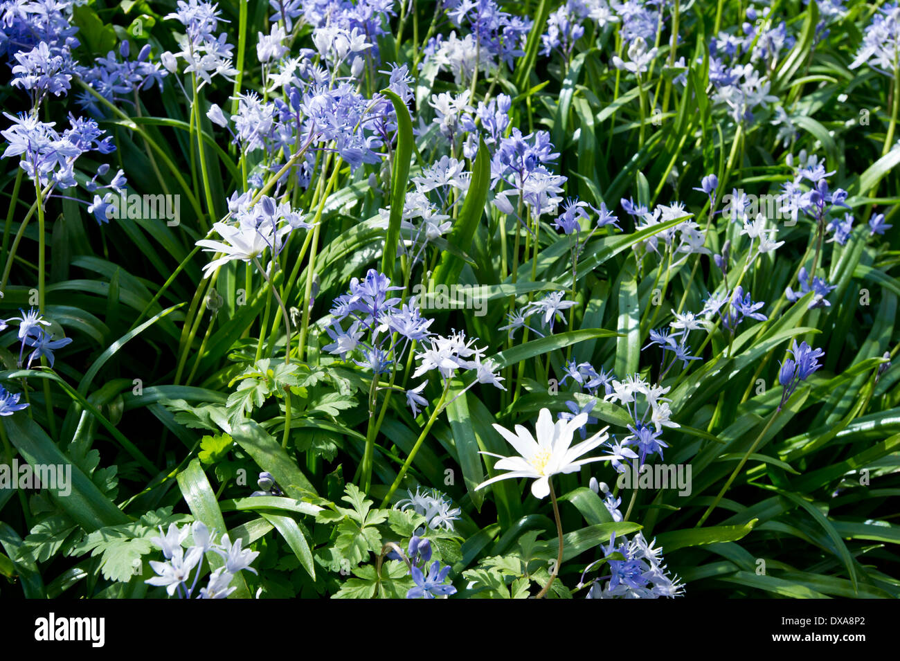 Spring flowers in UK Stock Photo - Alamy