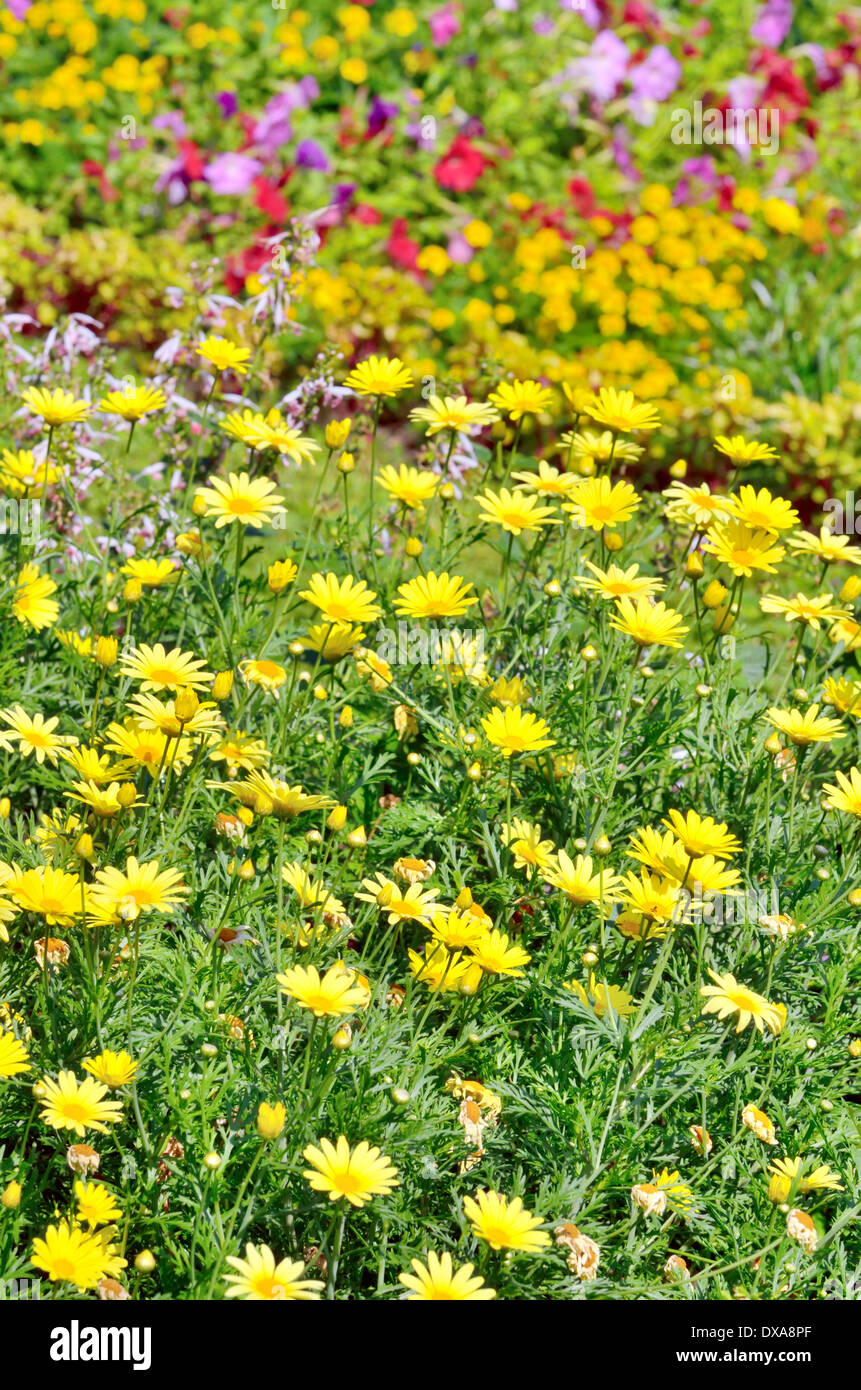 field of spring flowers as a floral background Stock Photo - Alamy