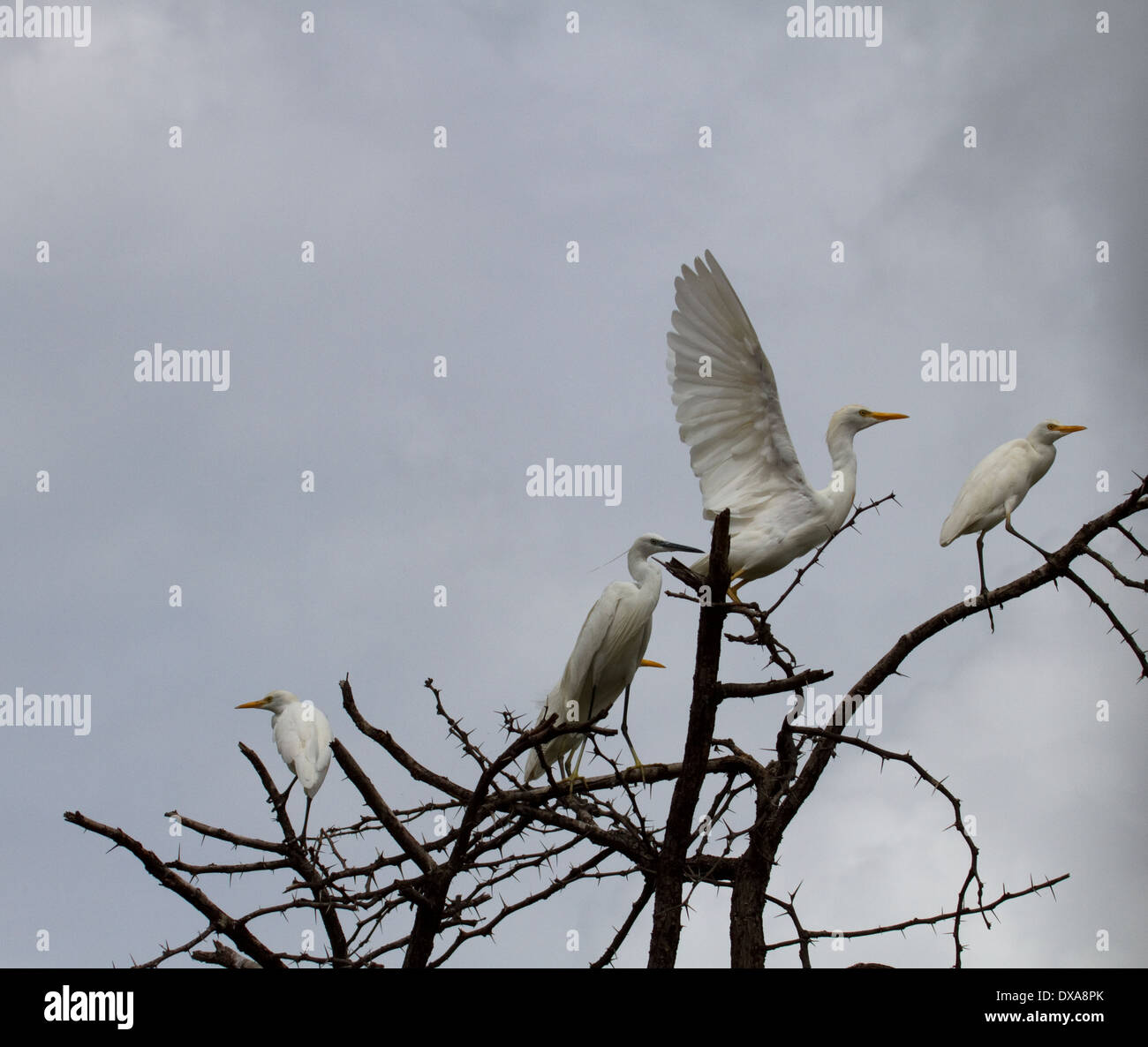 Cattle and Little egrets in tree Stock Photo - Alamy
