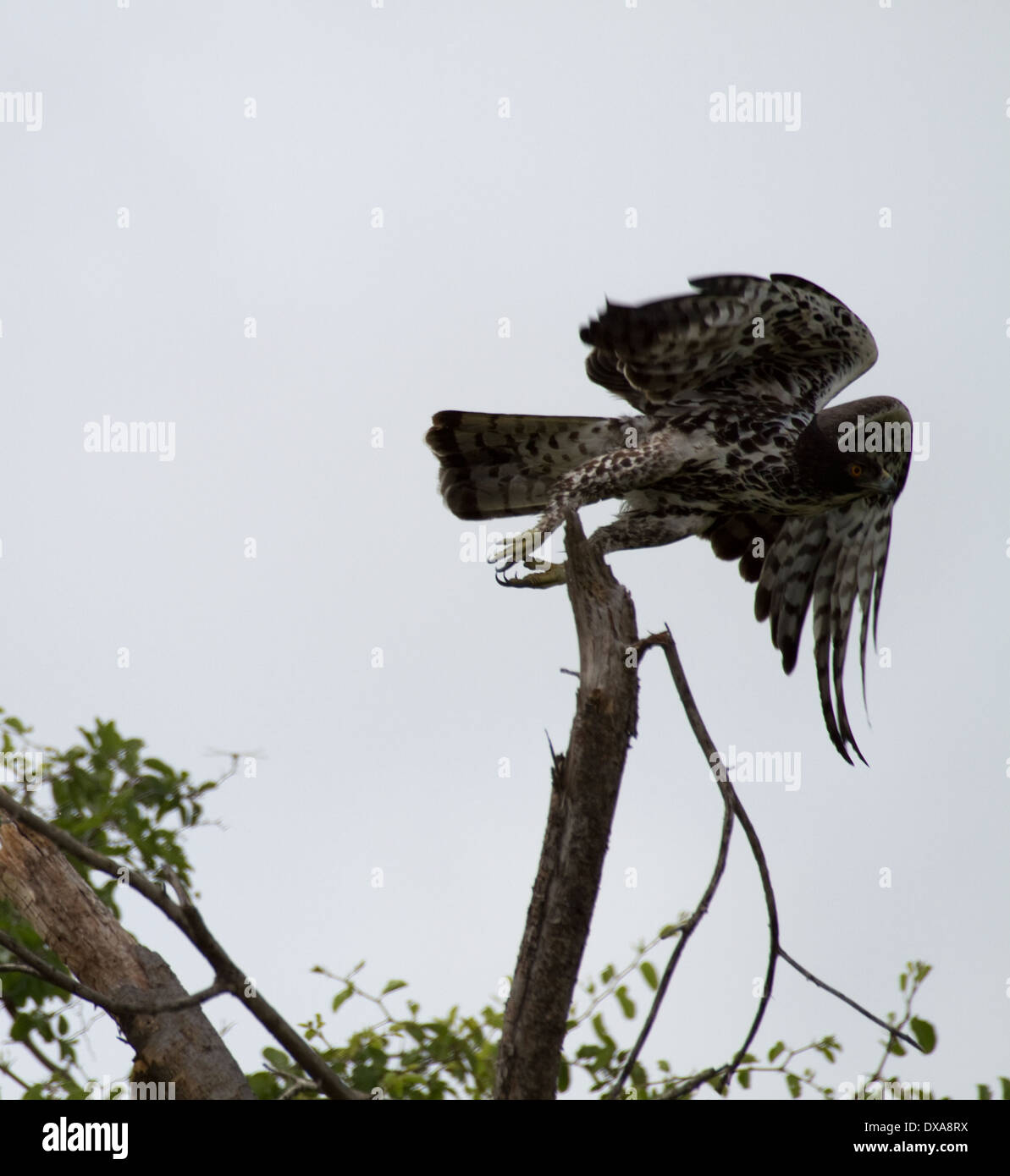 Steppe buzzard in flight Stock Photo - Alamy