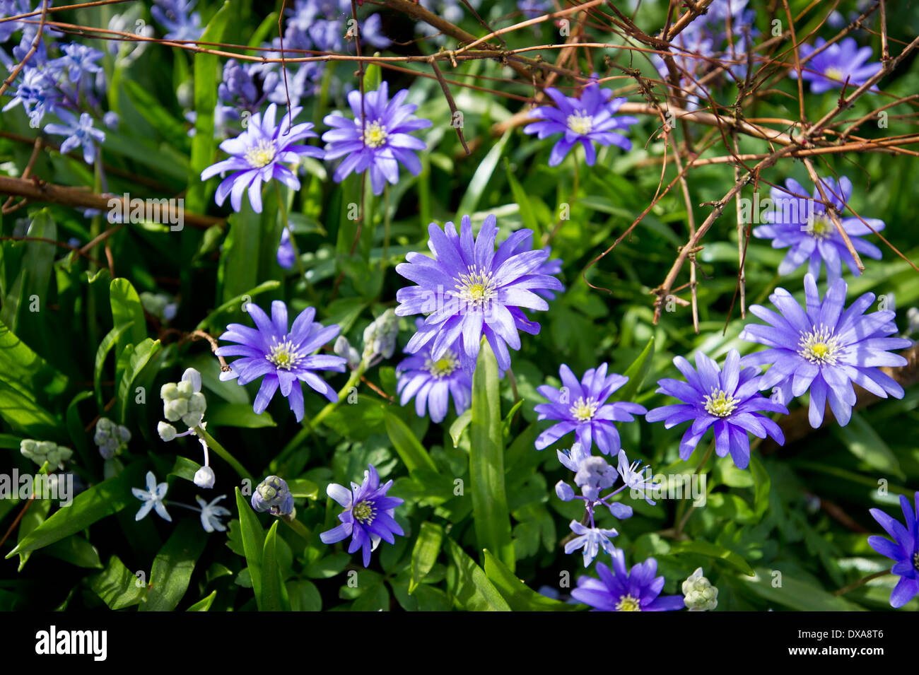 Spring flowers in UK Stock Photo - Alamy