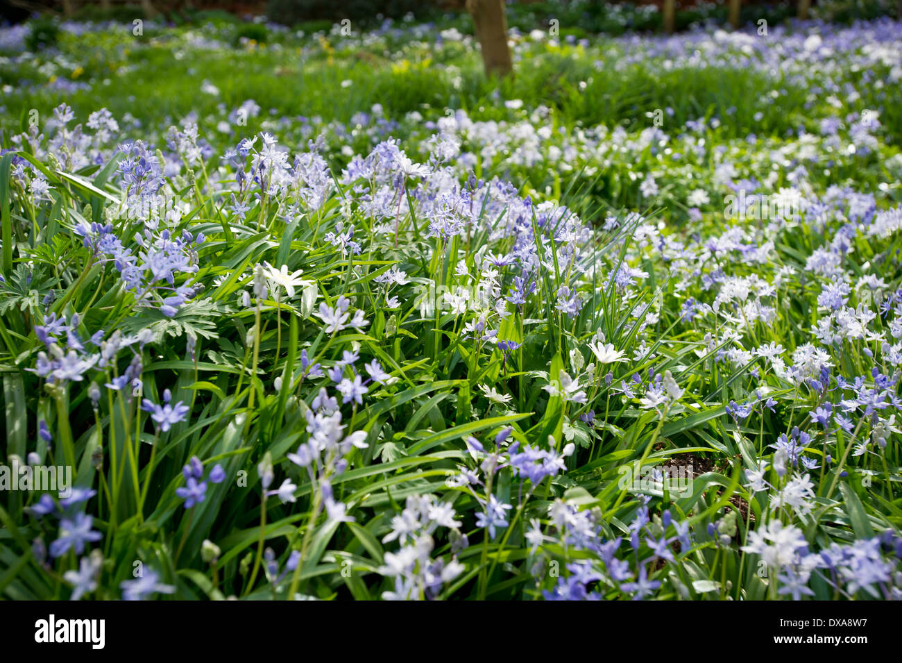 Spring flowers in UK Stock Photo - Alamy