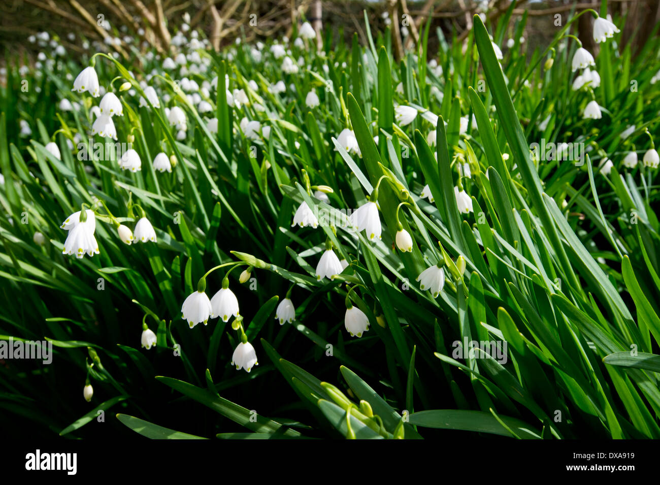 Spring flowers in UK Stock Photo - Alamy