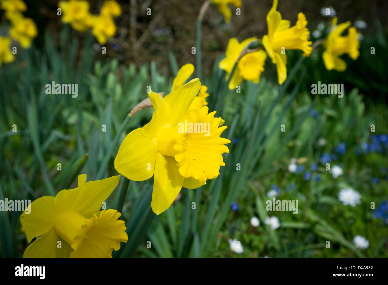 Spring flowers in UK Stock Photo - Alamy