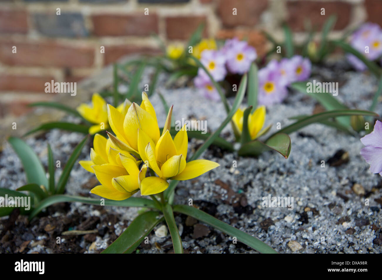 Spring flowers in UK Stock Photo - Alamy