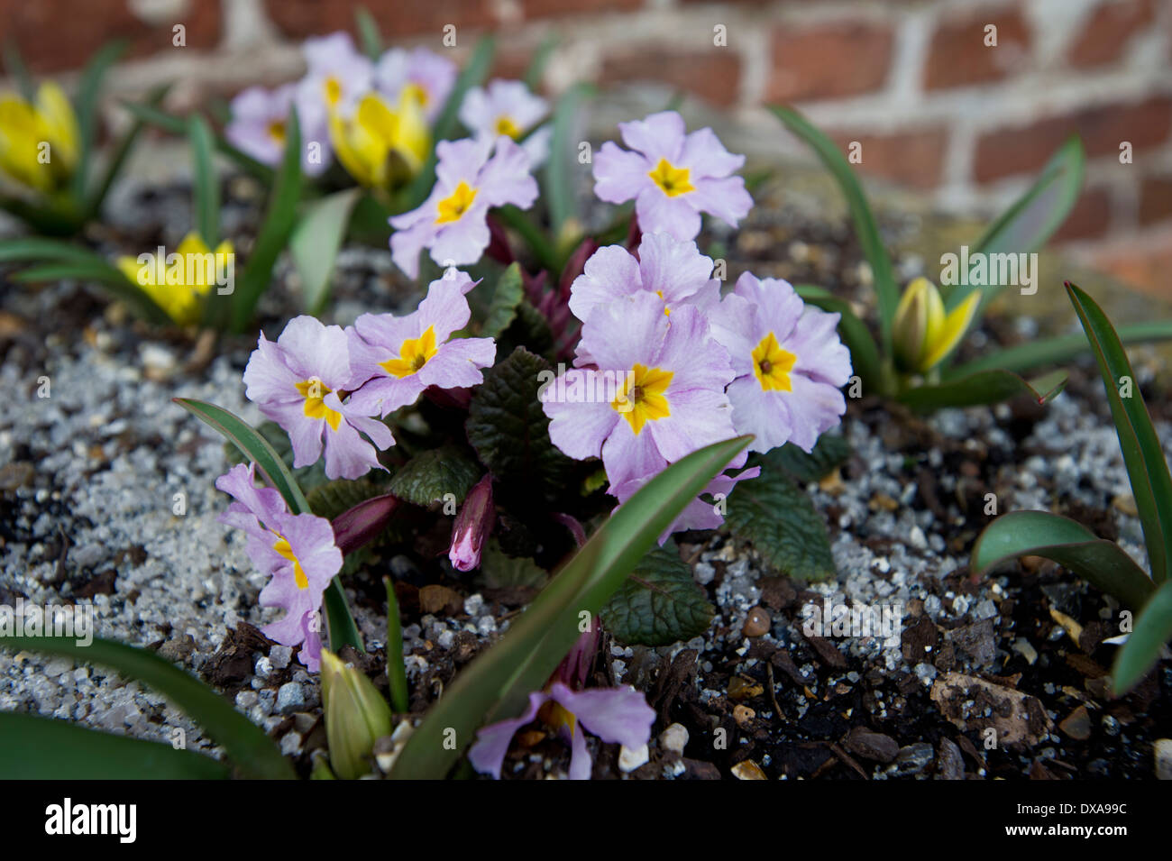 Spring flowers in UK Stock Photo - Alamy
