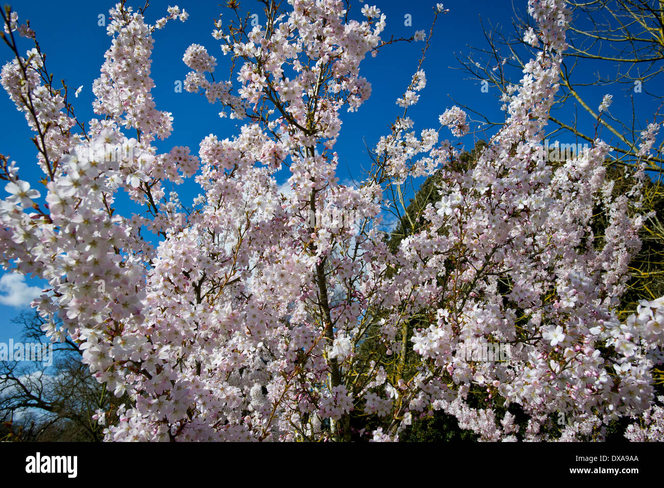 Spring flowers in UK Stock Photo - Alamy
